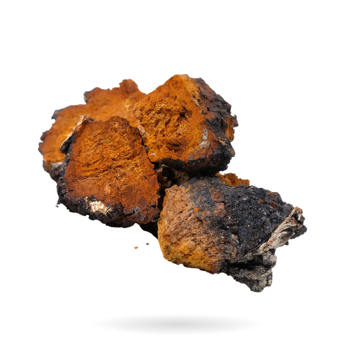 CHAGA – Plant People