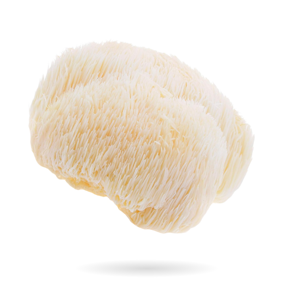 LION’S MANE – Plant People